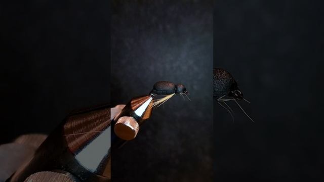 Жук нахлыст