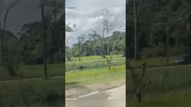 Не пробуйте то, что вы видите здесь🦥