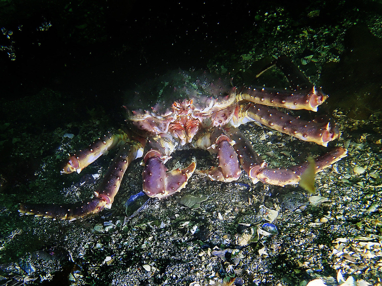 Баренцево август 2020.mp4