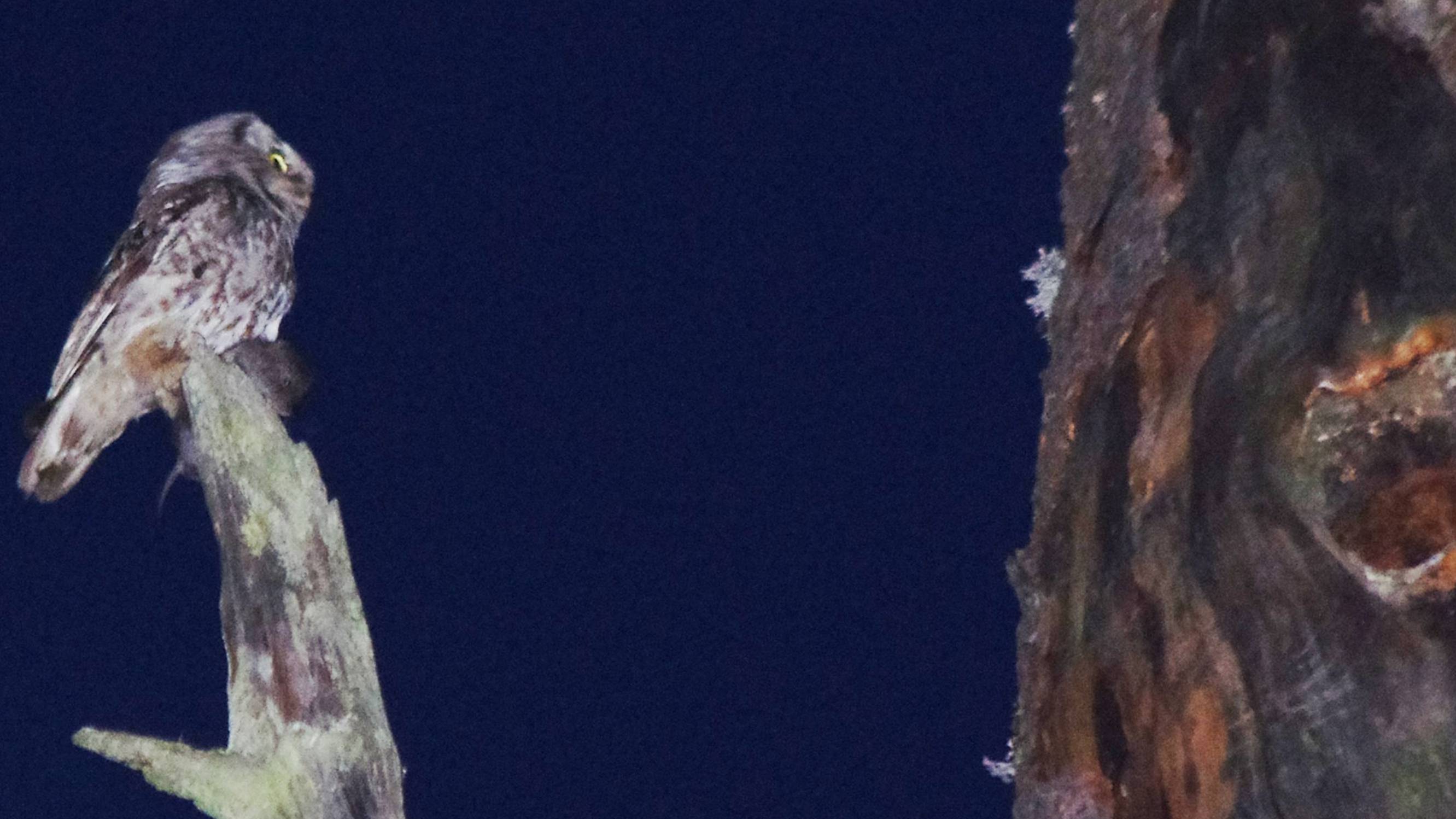 Мохноногий сыч 5 Дюжина мышей