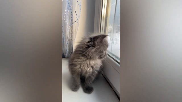 Котята мэйн-куны