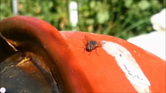 Гномик пруда