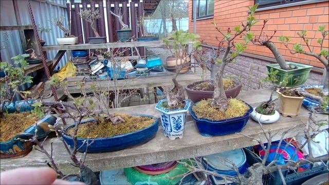 Весенний дайджест заготовки и бонсай Spring digest of billets and bonsai 2023 год
