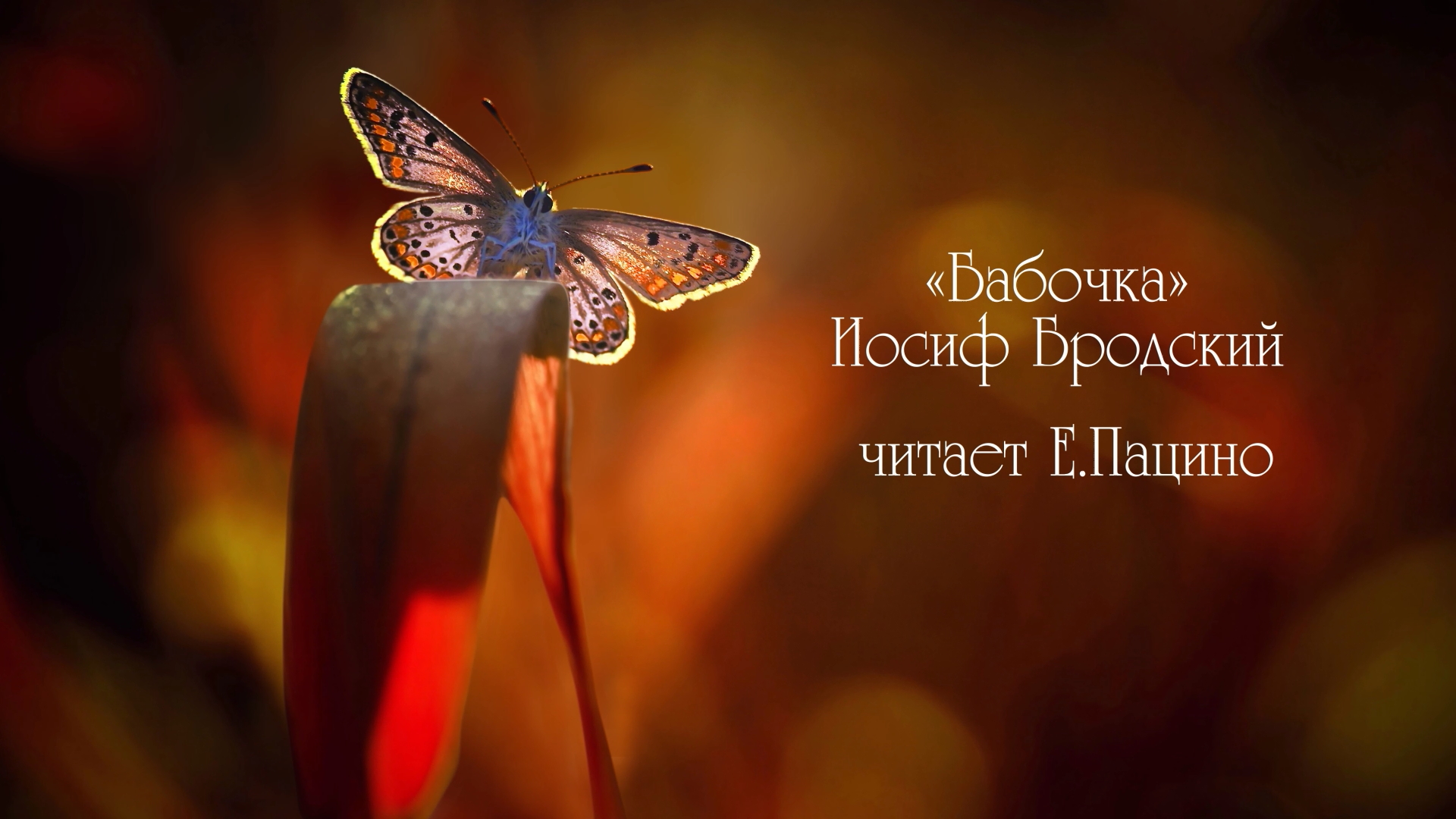 Бабочка - Иосиф Бродский. (чит. Пацино)