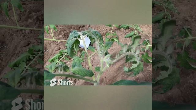 2024г с.Шокино 9-11 мая .mp4