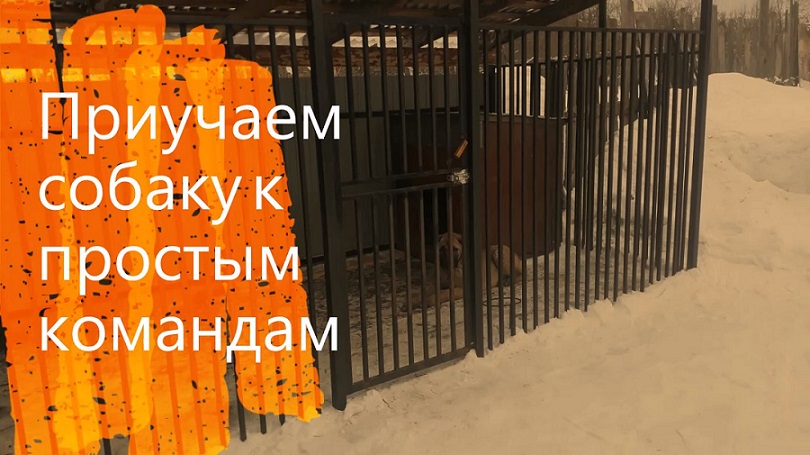 Как я приучал собаку к простым командам.
