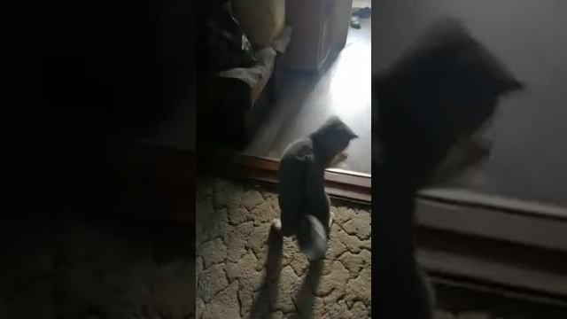 #shorts Шотландская кошечка играет..mp4