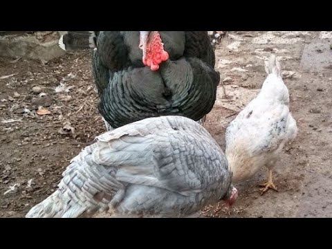 Попонки для индюшек чтобы индюки не рвали бока