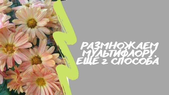 Размножаем хризантему мультифлора ?. Ещё 2 способа.