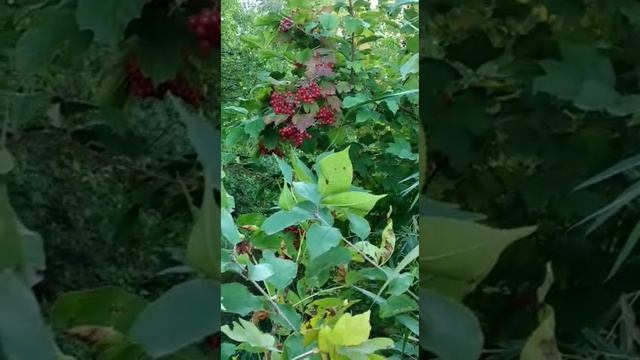 Осень возле речки.mp4