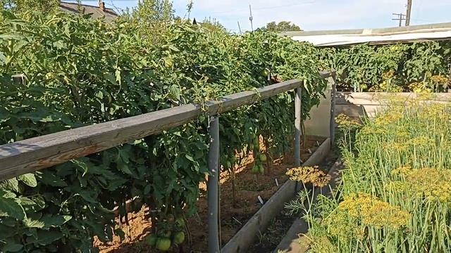 Сибирь. Обзор и дегустация томатов Мамонтенок, Видимо не видимо, Кемеровец, Сахарные уста.