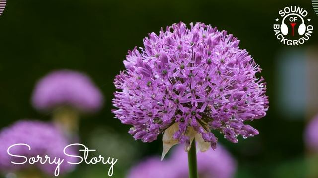 SorryStory (приятная грустная успокаивающая музыка для релаксации)