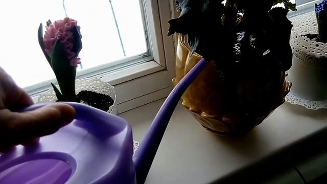 ГИАЦИНТ уже расцвел!Полный восторг!.mp4