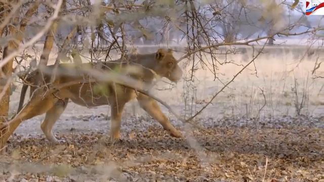 Лев слишком опасен Лев Гиена Леопард