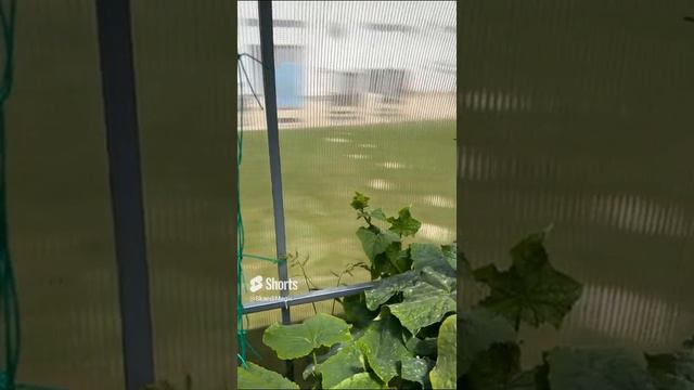 Думала виноград !_ Ich dachte, es wären Trauben#магия #shorts #shortvideo#humor#nature