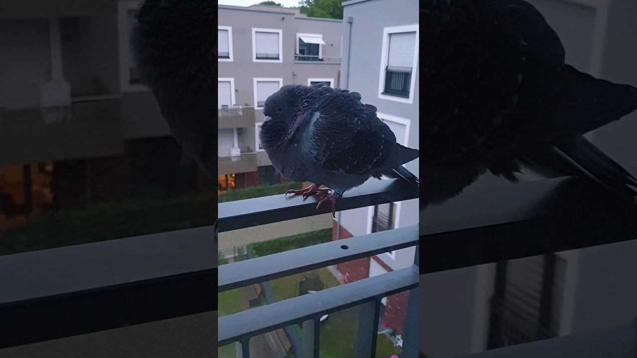 Красивый голубь  #shots #голубь