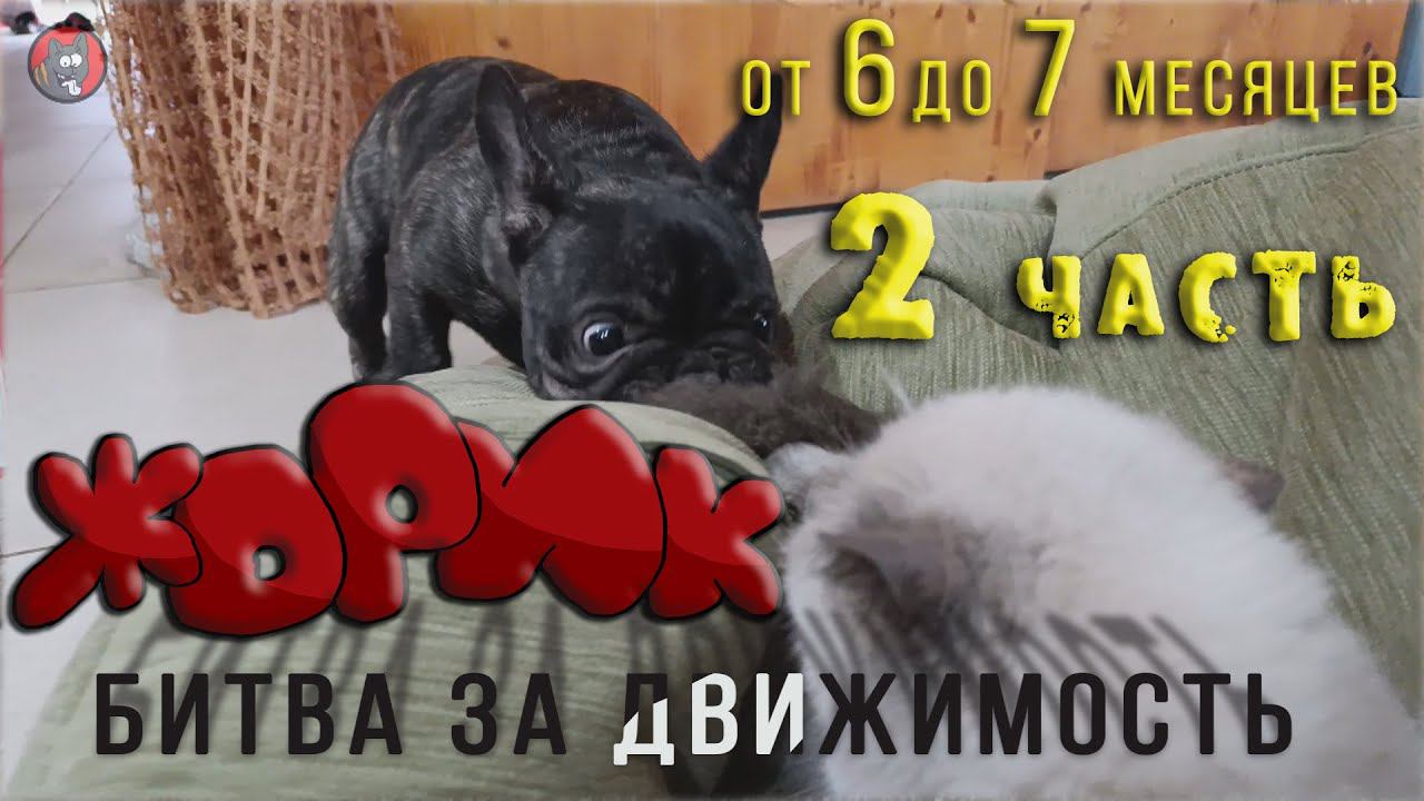 16,Жорик Французский бульдог. от 6 до 7 месяцев.2 часть.Битва за движимость.Жорж де КОЛОбуль