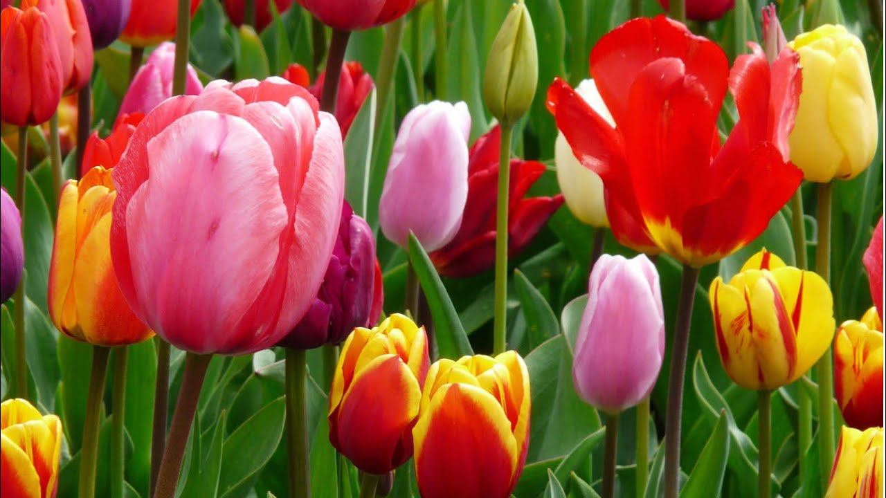 Пришло время сажать тюльпаны.