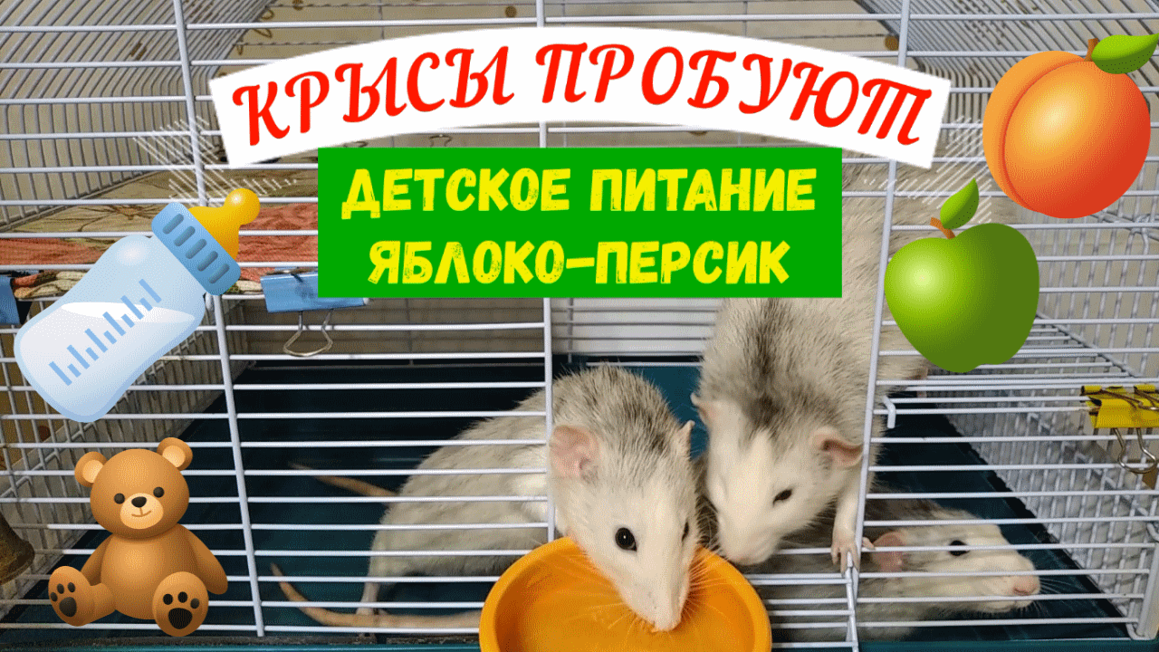 КРЫСЫ ПРОБУЮТ ДЕТСКОЕ ПИТАНИЕ ЯБЛОКО-ПЕРСИК