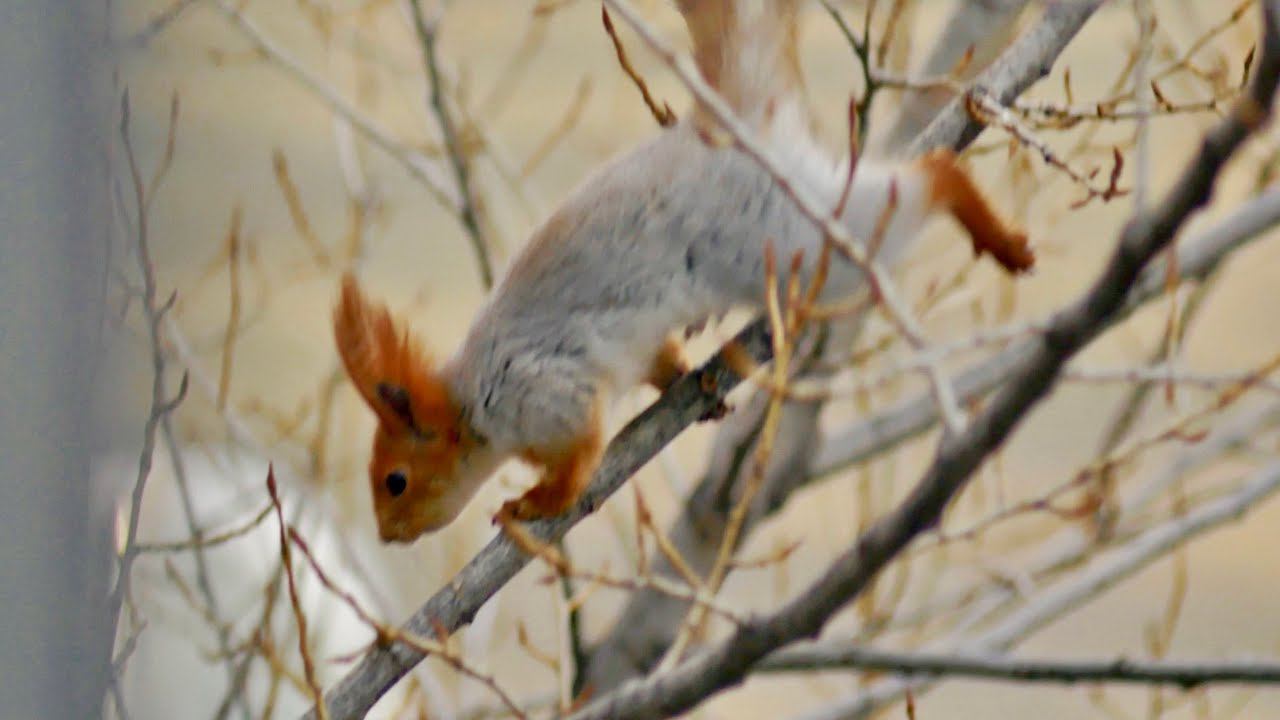 Белка - воровка