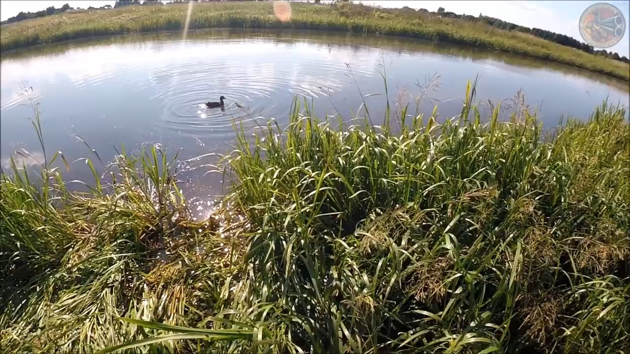 Осенняя выбраковка подсадных уток. День третий (Будни охотника и рыбака)