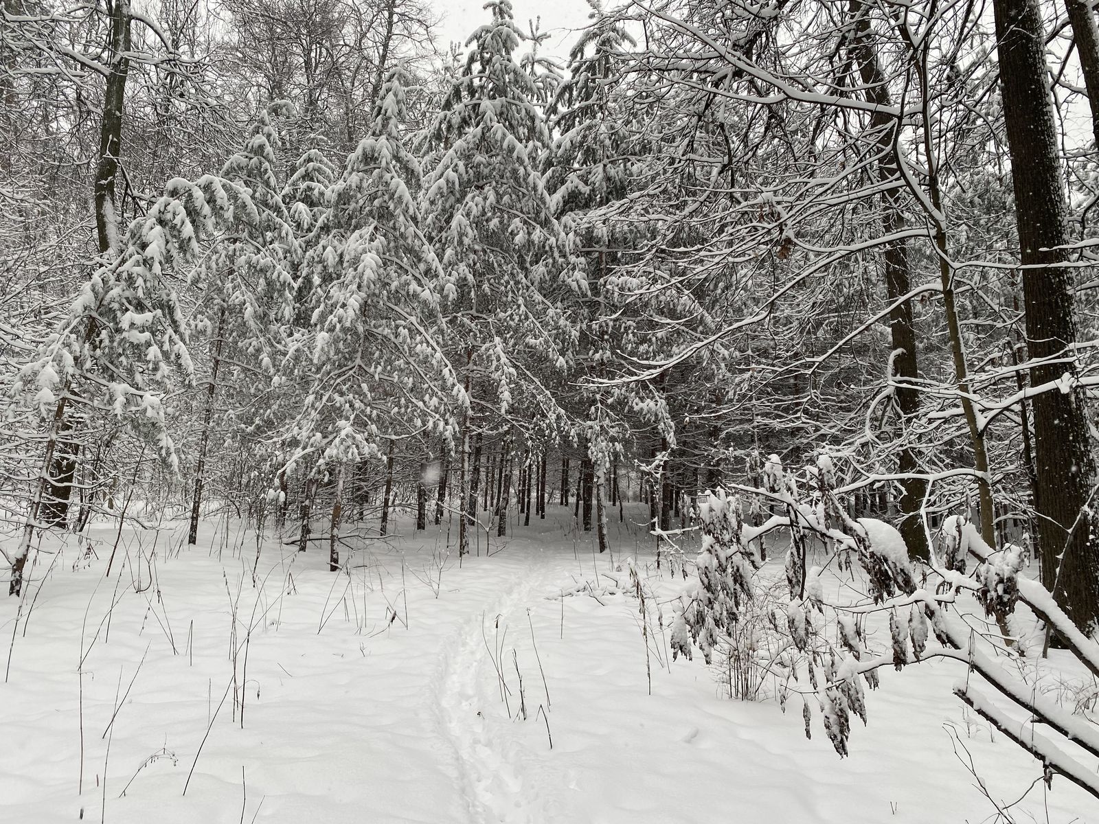 Пошла с собачкой погулять, а попала в зимнюю сказку... Или просто красивое снежное видео для настрое