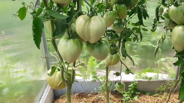 Какие у меня сорта томатов в теплице. Обзор 3.07.2021.mp4