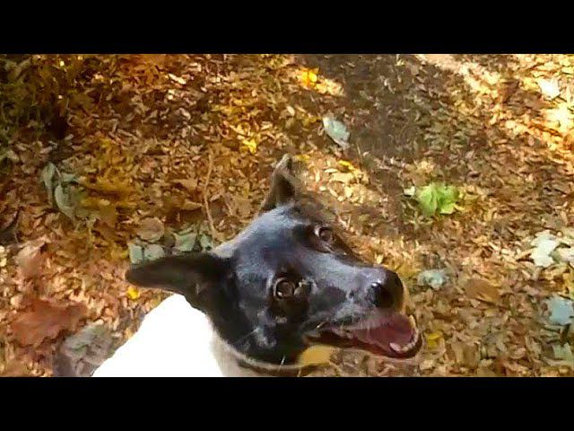 Красотка Жужа. Гуляем 14.10.2020. Неожиданная встреча в конце видео