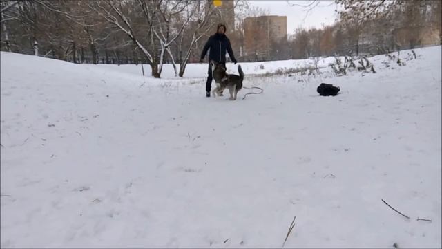 Метис Сэм и летающий диск.mp4