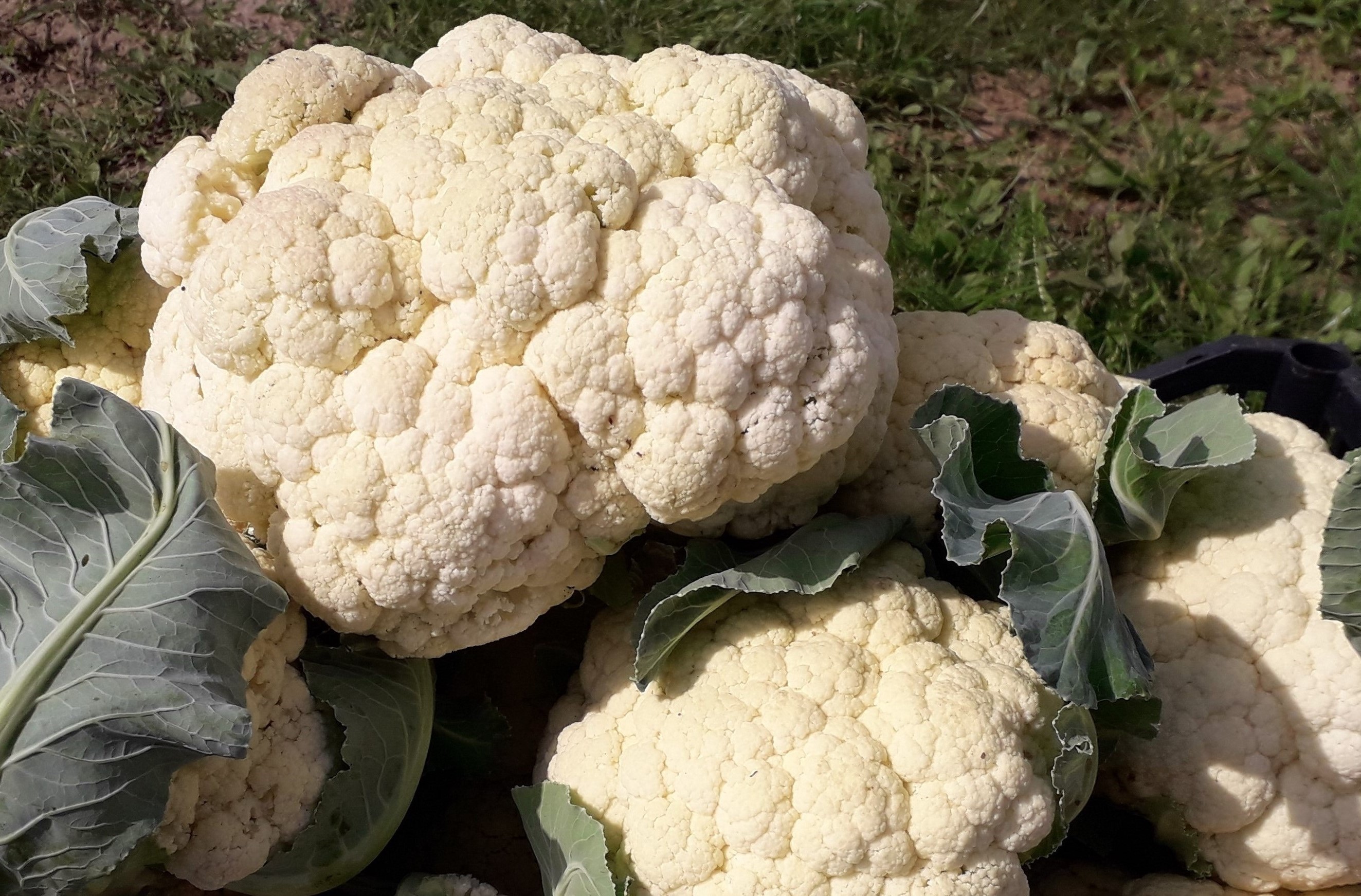 Сажаем отличный сорт
 цветной капусты