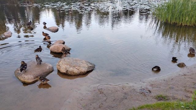 Что делают утки