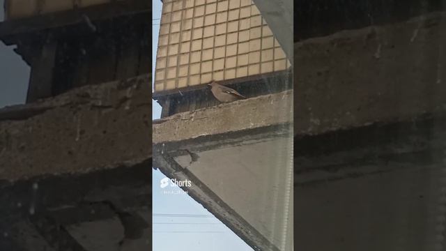 Свиристели в городе