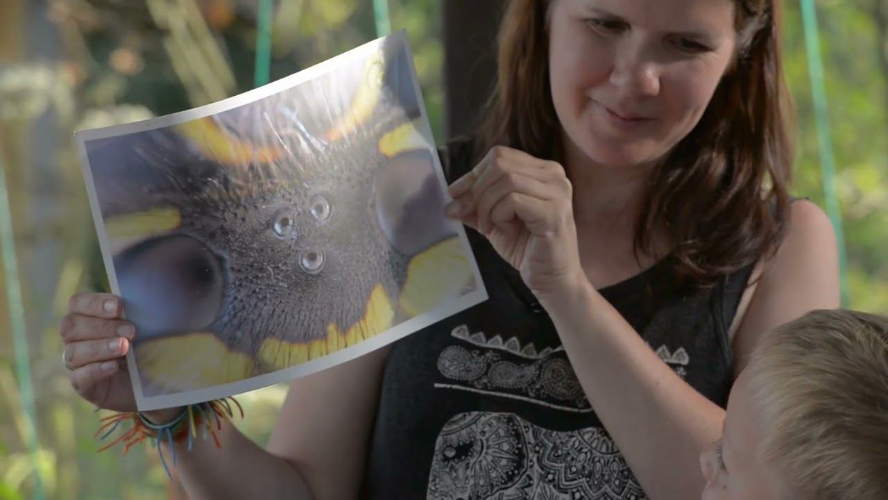 DO42 Bouhartsev Kursovaya Pchyoly i zhizn