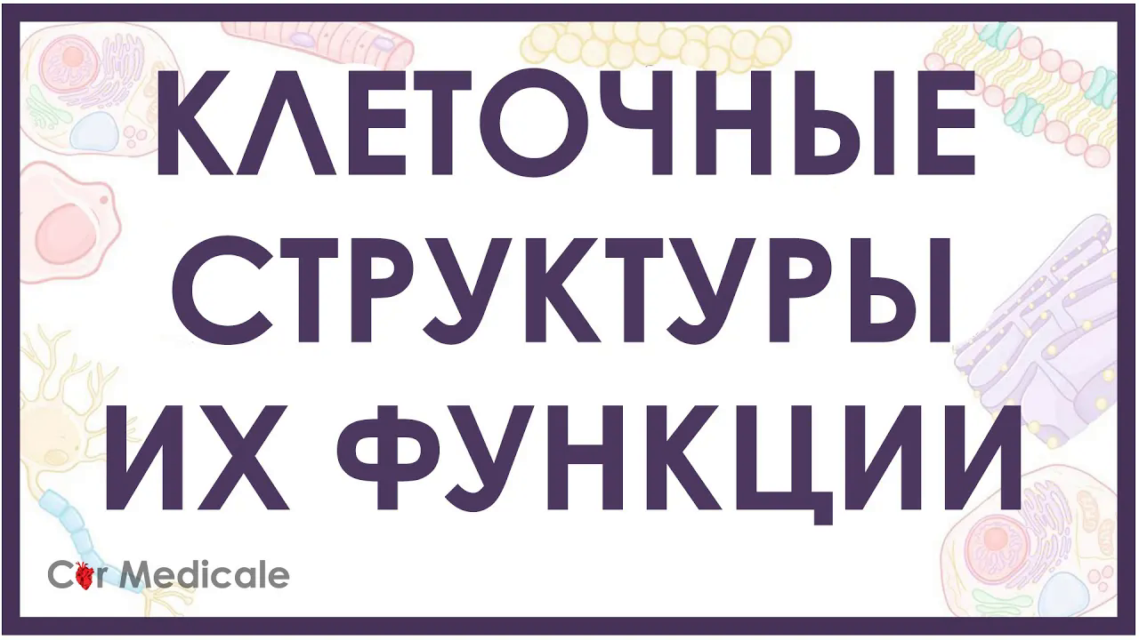 Клеточные структуры и их функции кратко (мембрана, цитоскелет, ядро, митохондрия)