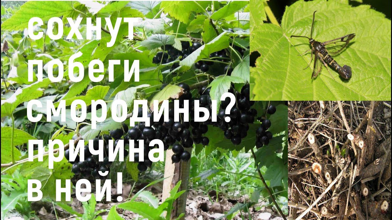 СОХНУТ побеги на смородине! Цикл жизни СТЕКЛЯННИЦЫ и методы борьбы с ней!