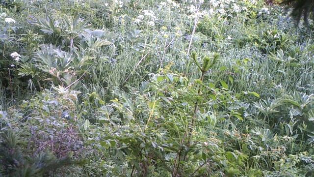 Медвежонок