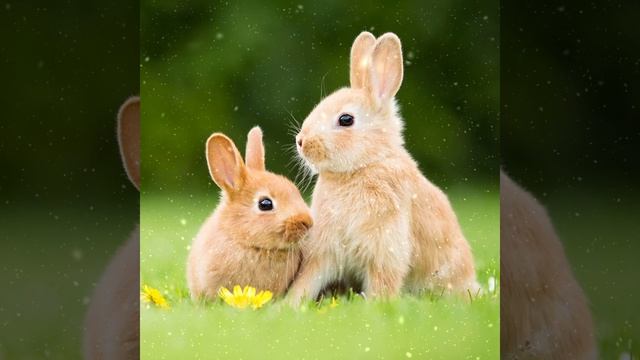 К нам год Кролика бежит - Поздравление с новым годом #shorts