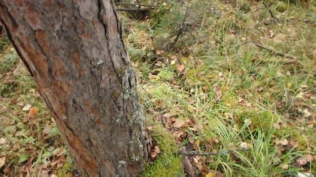 Ориентирование по природным признакам (вступление)