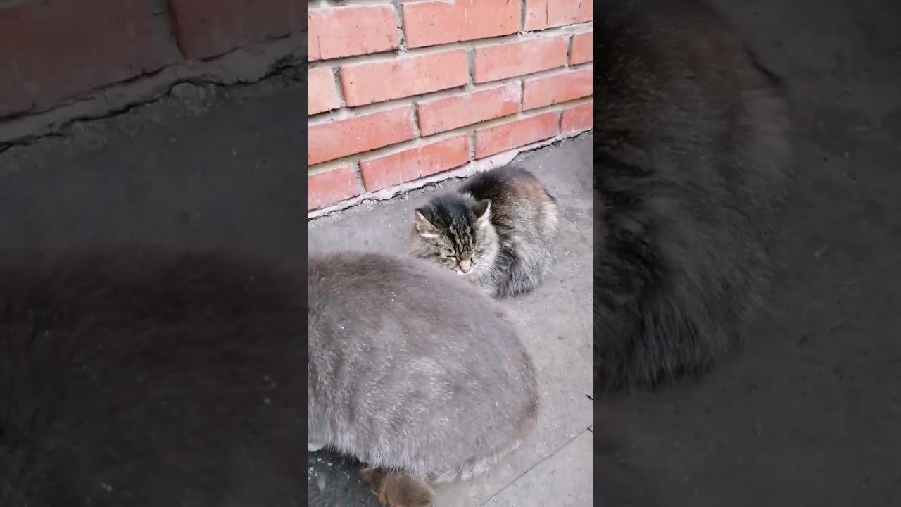 Барсик, который попался на капкан, поправился..