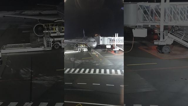 Манул летит в Москву на перечневую олимпиаду. #путешествия #москва #самолет #аэропорт