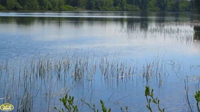 Змея переплывает Большой Иргиз