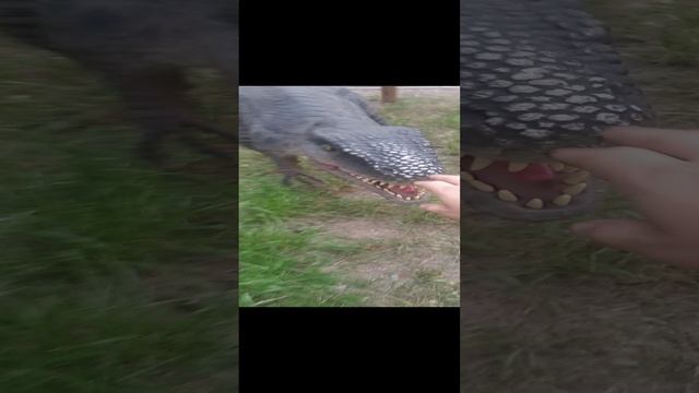 Великие Луки. Динопарк. 2021 год