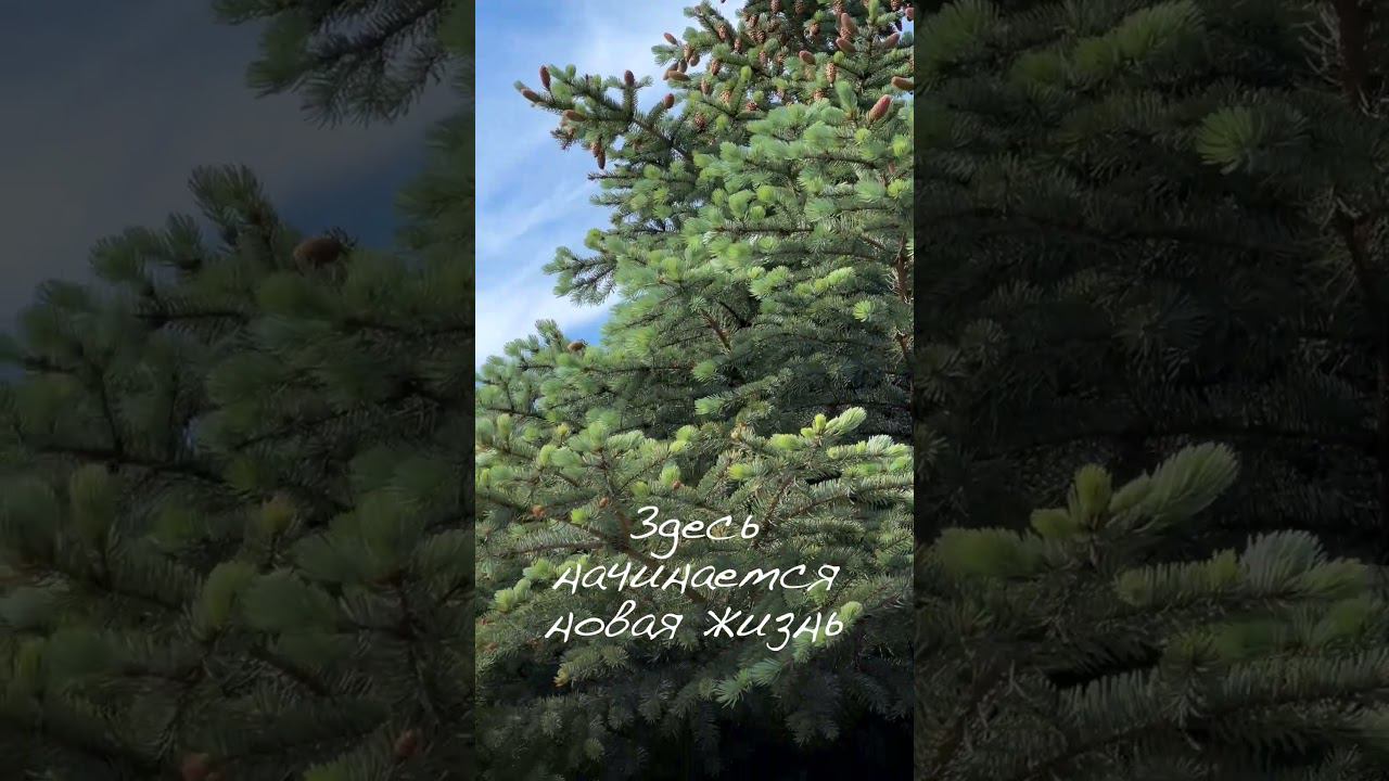 Выдаем ключи от этой красоты! #санктпетербург #сестрорецк #паркдубки #финскийзалив