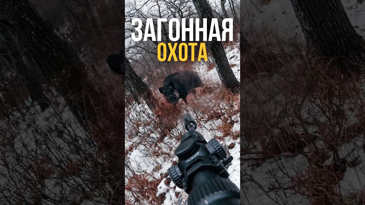 Сразу несколько трофеев! Полное видео на канале! #охотарыбалка #охота #трофей #кабан #добыча #косуля