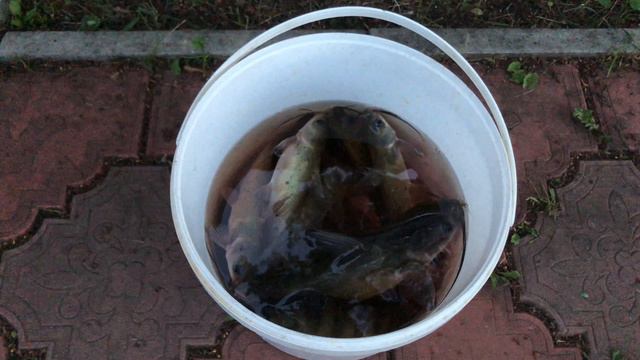 Канадские сомики. Сургут. ХМАО