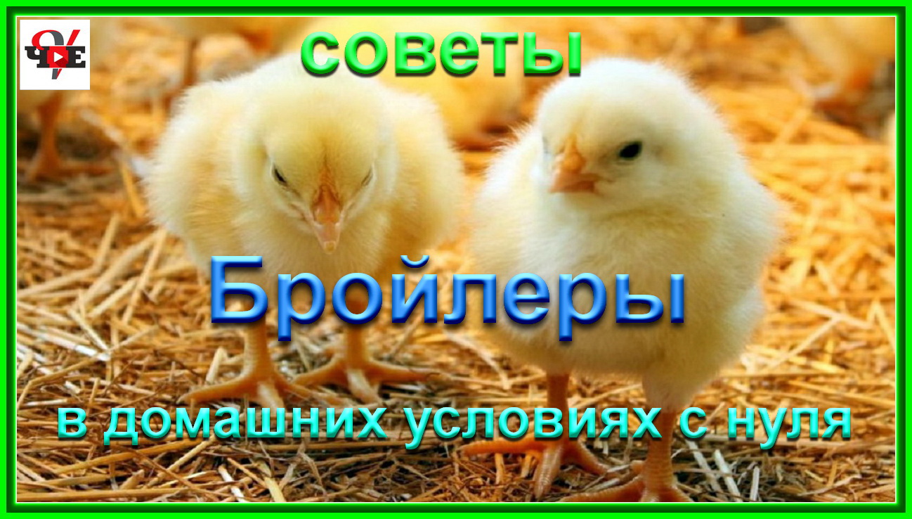 Бройлеры в домашних условиях с нуля. Советы.mp4