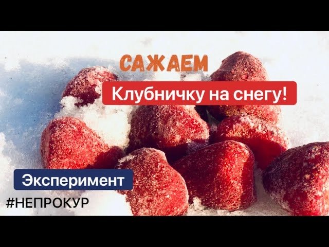 Сажаем клубнику на снег. Что получилось.