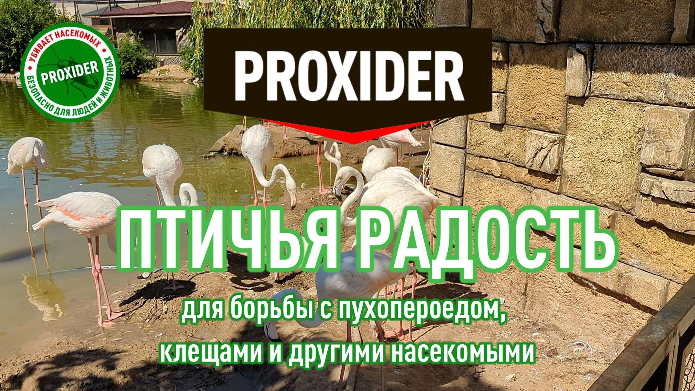 Уничтожаем пухопероедов и клещей с Проксайдер Птичья радость - безопасного для птиц и животных