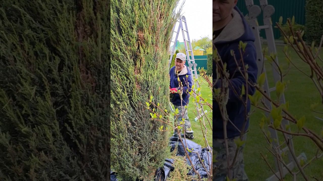 Стрижка вертикального можжевельника в начале сезона #шорт #можжевельник #садовник #diy #топиарий