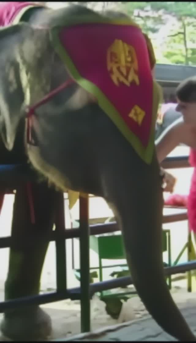 Великолепное Шоу Слонов в Парке Нонг Нуч в Таиланде